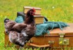 Homesteading After Retirement: Part 5 - Countryside